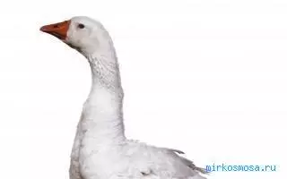 Goose - ህልም ዲዛን ሊን (አጭር)