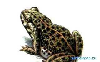 TOAD - পূর্ব মহিলাদের স্বপ্ন ব্যাখ্যা