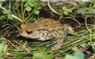 Toad - Ala ti Fredu