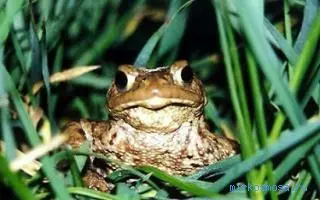 Toad - Ngimpi Danilo Erotis