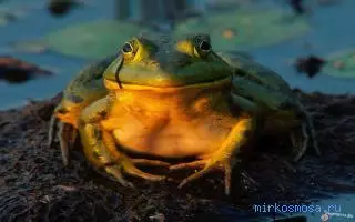 Toad - Dream Interpretation for Women