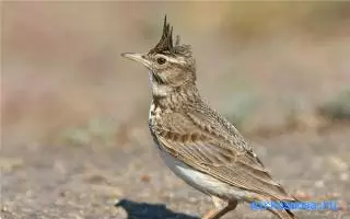 Lark - Kozhansky rèv Grishina