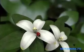 Jasmine - Interpretasi Mimpi Lelaki