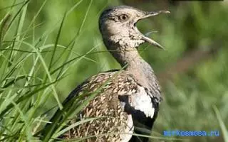 ಲೈವ್ - ಹೊಸ ಡ್ರೀಮ್ ಬುಕ್ ಇವಾನೋವಾ