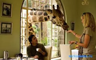 Giraffe - Gezondheidsdroominterpretatie