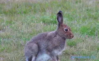 Hare - Interpretació dels somnis Hasse