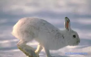 Hare - Giải thích giấc mơ cho phụ nữ