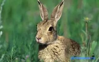 Hase - Russische Trauminterpretation