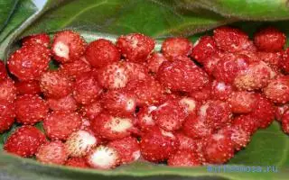 Strawberry - Mimpi Kaisar Kuning