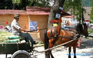 Tahıl - Çingene Rüyası