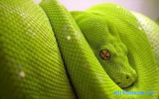 Snake - Dream Svuvalova