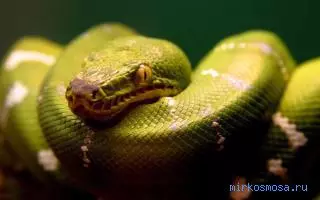 Snake - Dream fortolkning af lykkelige tegn