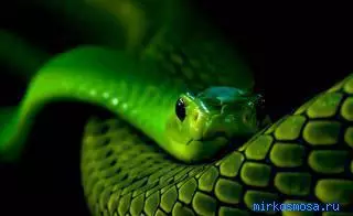 Snake - pszichoanalitikus álom selkevalov