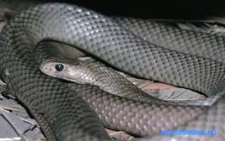 Snake - Strotcher 1829