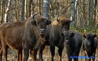 Bison - Nobsky Dream Grishina