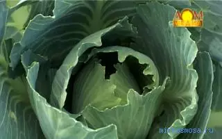 Cabbage - şîrovekirina xewna rûsî