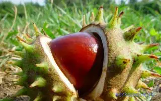 Chestnut - o le miti fou o le tusi Ivanava