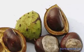 Chestnut - interpretasi mimpi untuk wanita