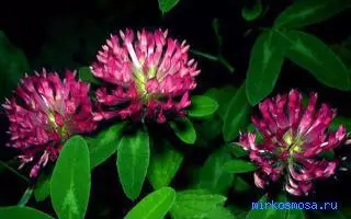 Clover - Kozhansky Miti faʻauiga faʻauiga grishina