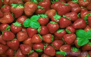 Strawberry - Kutanthauzira kwa Ana kwa Ana