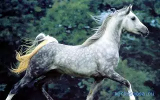 Άλογο - Ερμηνεία Όνειρο EZOP