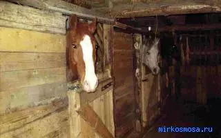 Stable - Rêve de l'école d'école Schiller