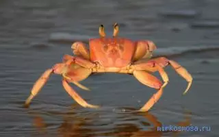 Crab - Psykoanalyyttinen Dream Selfvalov