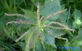 Nettle - Akwụkwọ A Na-ahụ Maka Nwanyị