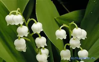 Lily of Lily - Dream of Azara.