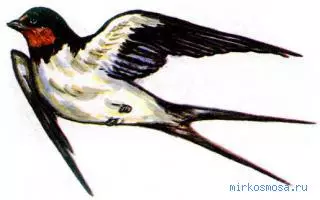 Swallow - Sláinte Léiriú Aisling
