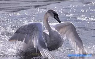 Swan - Dream Interpretation Health