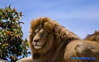 Leão - O sonho de sonho de spring do Tafelisi