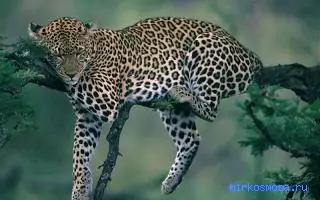 Leopard - Geoviz Deniz Lyn (nkenke)