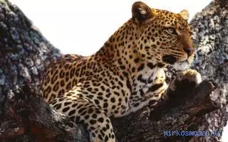 Leopard - Egyptský sen Pharaohov