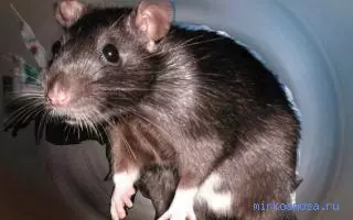 Rat - Nofy Maya
