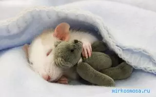 Rat - Loffa Dream tulkinta