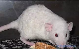 الفئران - تفسير حلم الذكور