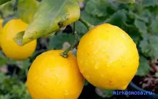 Lemon - ukrajinske sanje