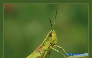 Grasshopper - Kozhansky ຝັນຝັນ Grishina