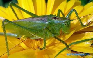 Grasshopper - Interpretación de soños italianos Meneghetti