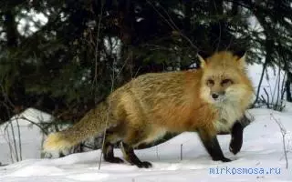 Fox - snova swaremen