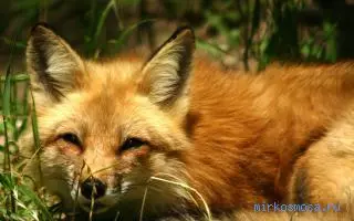 Fox - ປື້ມຝັນໃຫມ່ຂອງຄອບຄົວ