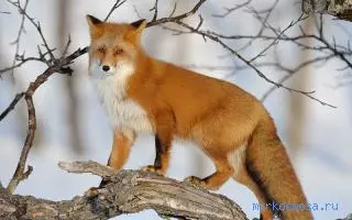 Fox - ëndërr ciganë