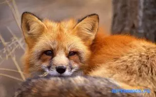 FOX - Esopric Dream tusi