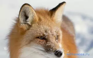 Fox - ການຕີຄວາມຝັນປະໂຫຍກທີ່ມີປີກ