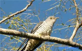 Cuckoo - stratcher 1829