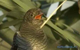 Cuckoo - itumọ atijọ itumọ ti ara ilu Russia atijọ