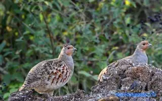 Partridge - Vintage English Dream Interpretation Zeshel