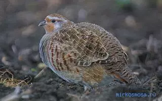 Partridge - Importasi impian tina ngumbara