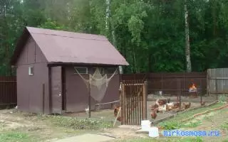 Chicken Coop - Dream Tulkinta Hasse